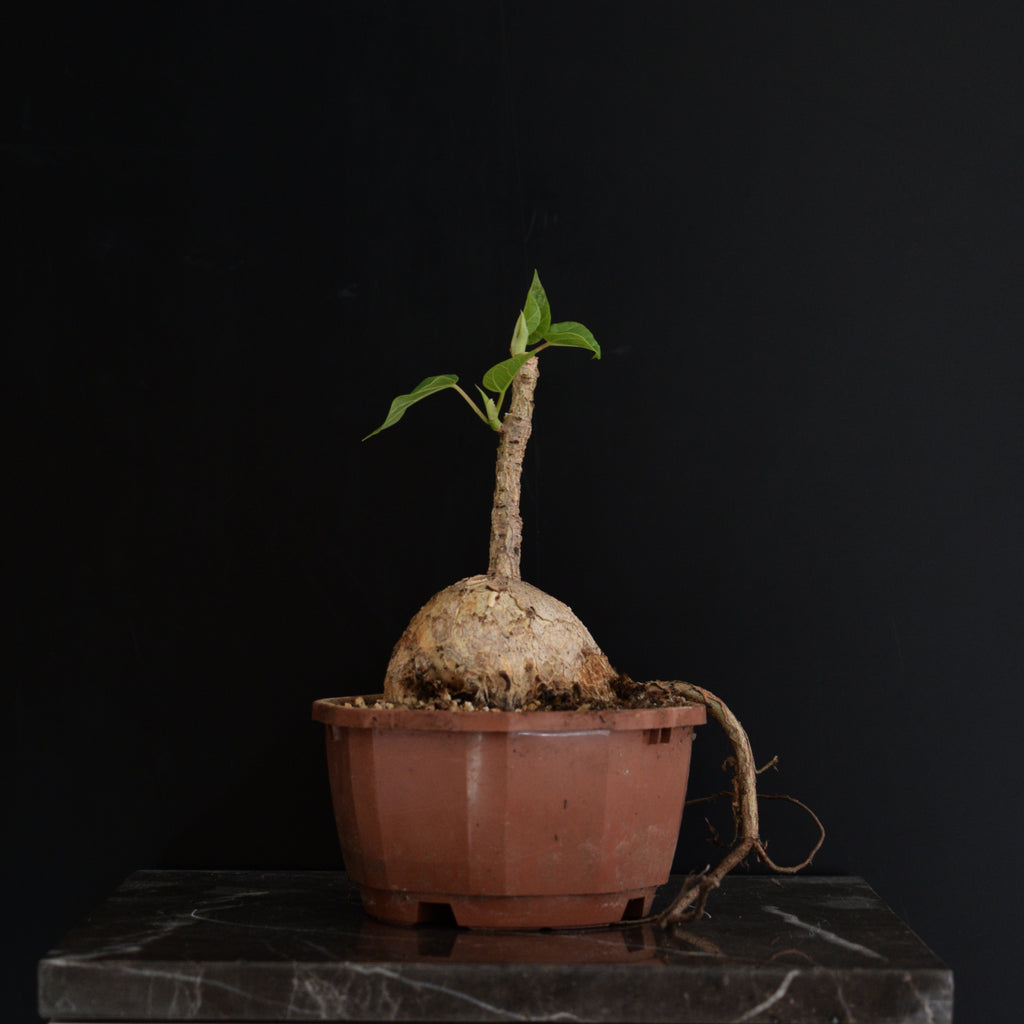 Ficus sp. – Caudiciform.com