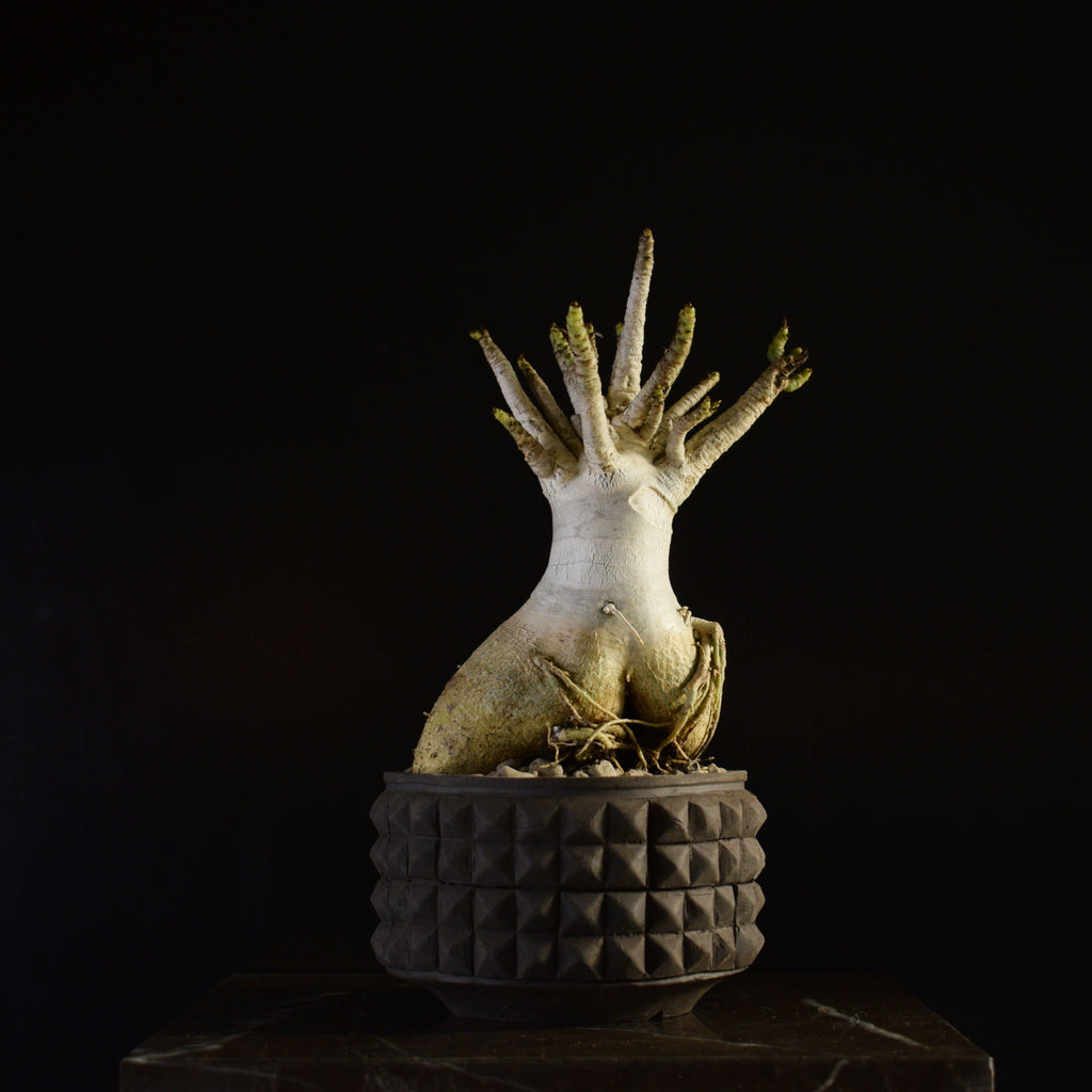 Adenium Obesum – Caudiciform.com