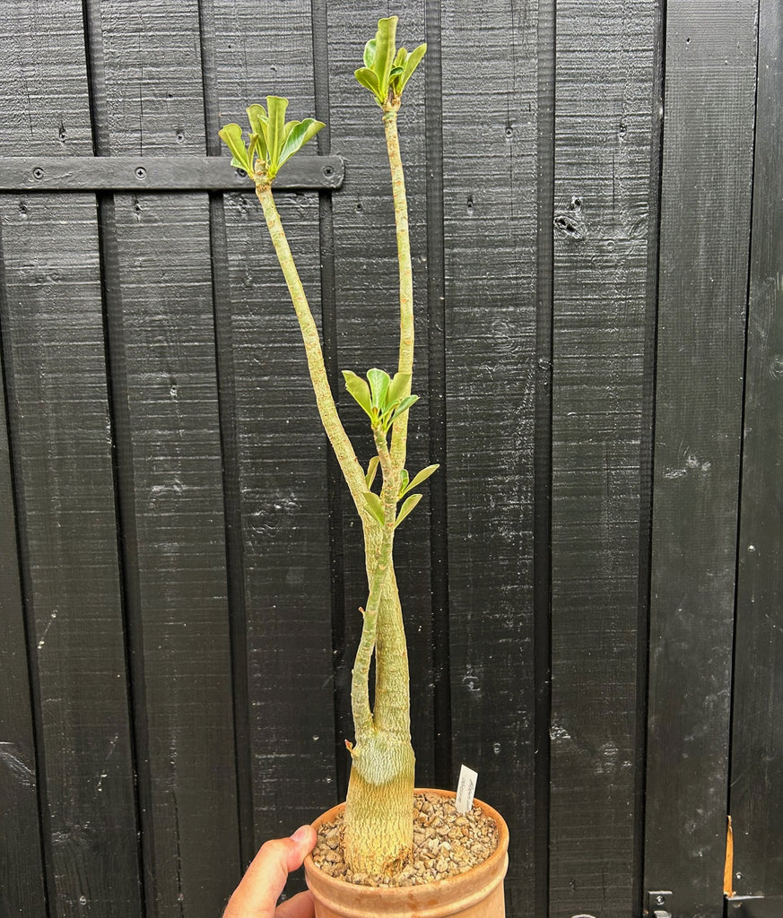 Adenium Obesum – Caudiciform.com
