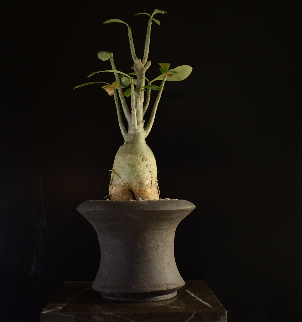 Adenium Obesum – Caudiciform.com