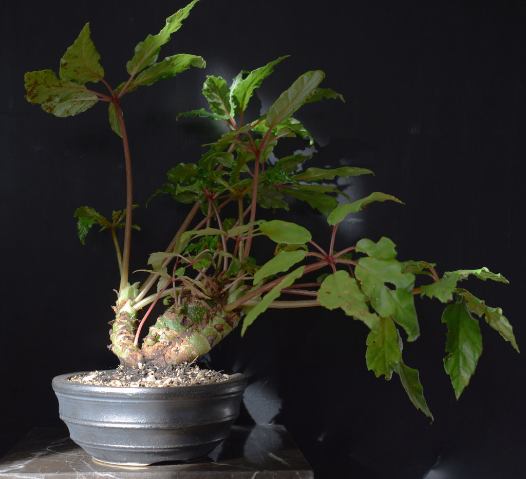 Begonia Carolineifolia – Caudiciform.com