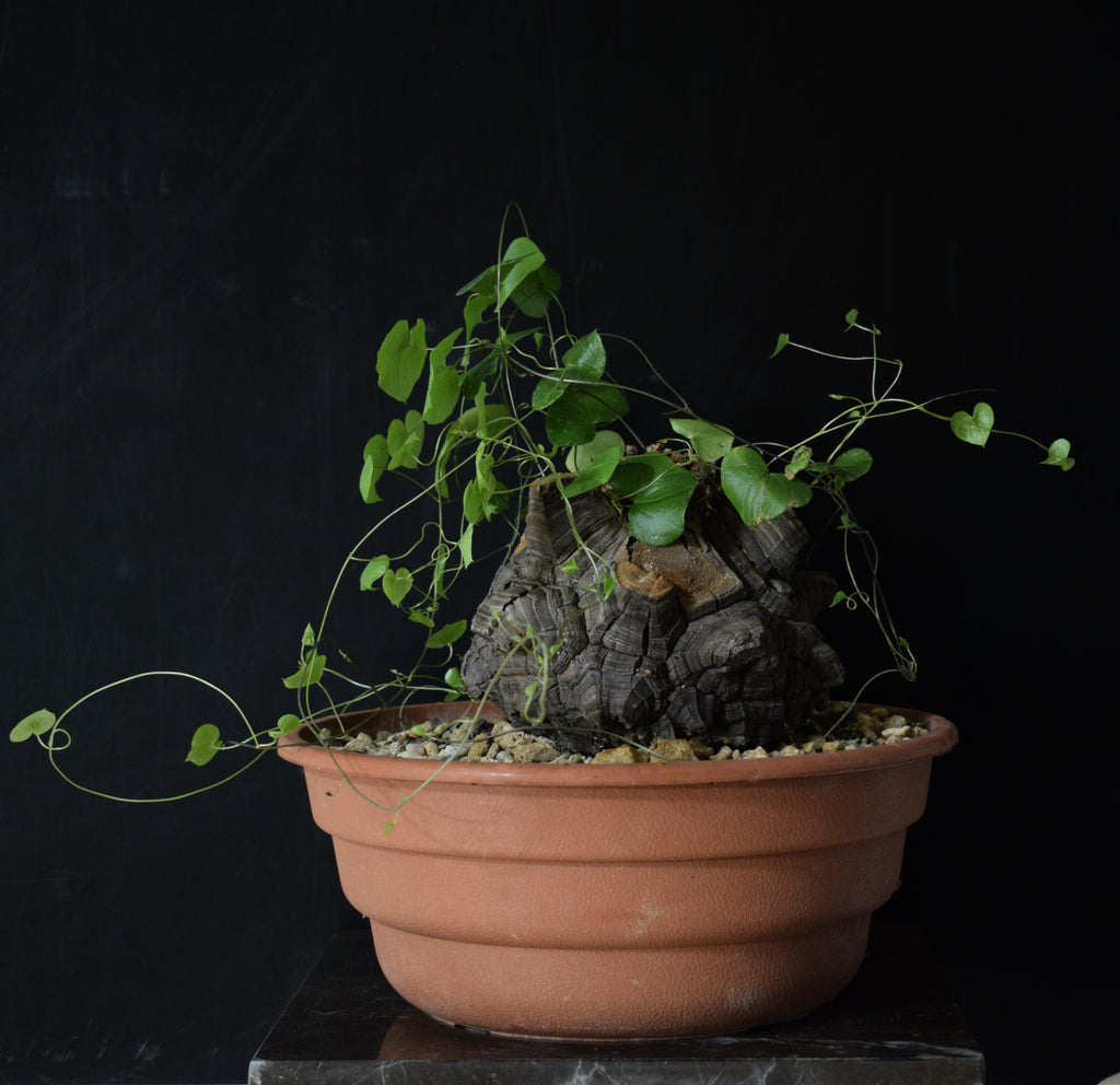 Dioscorea Elephantipes - 15cm caudex – Caudiciform.com