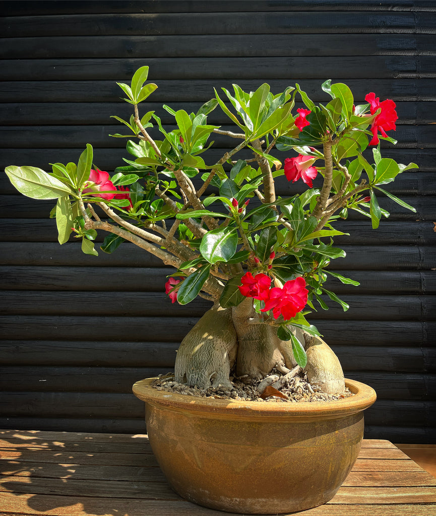 Adenium Arabicum – Caudiciform.com