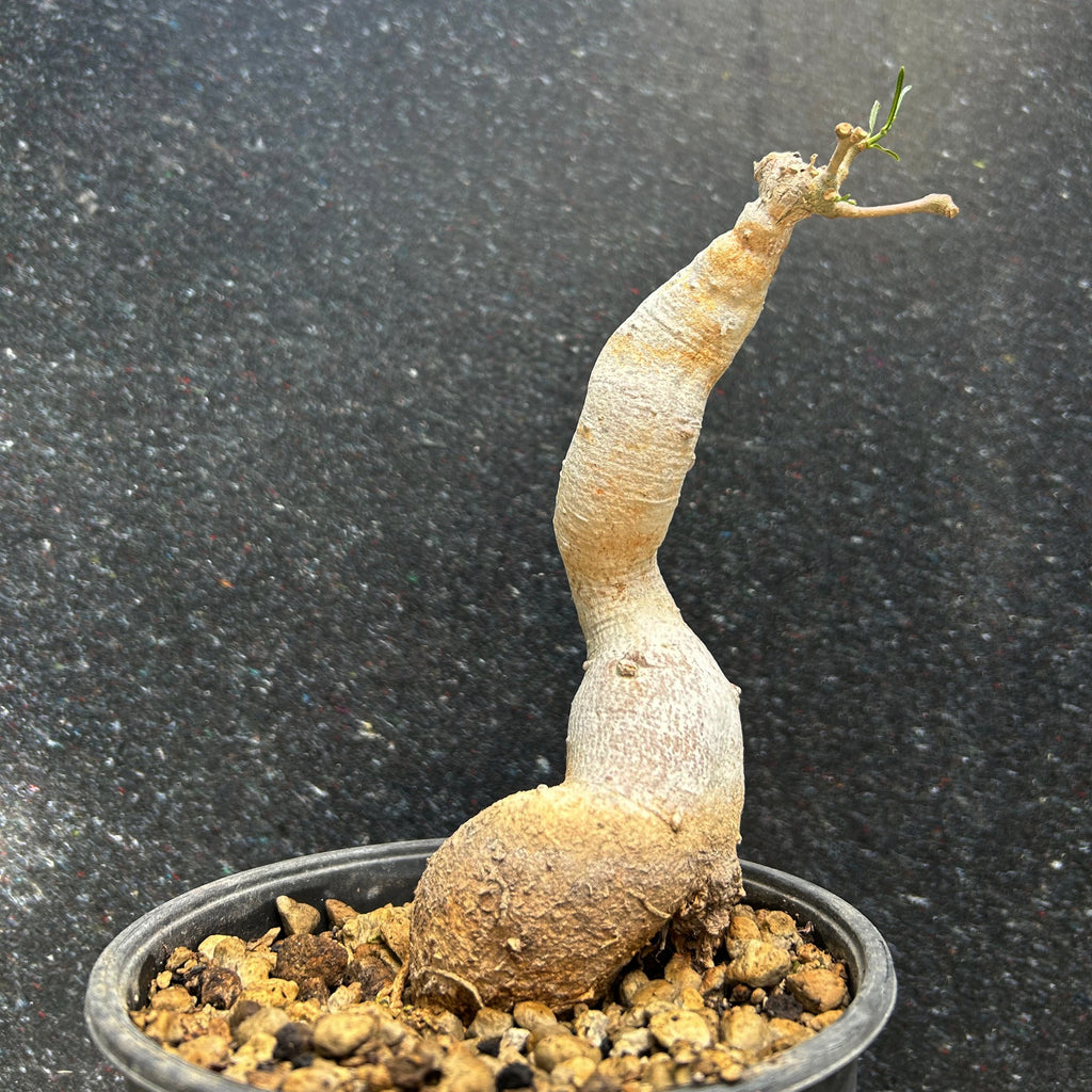 Fockea - 20cm – Caudiciform.com