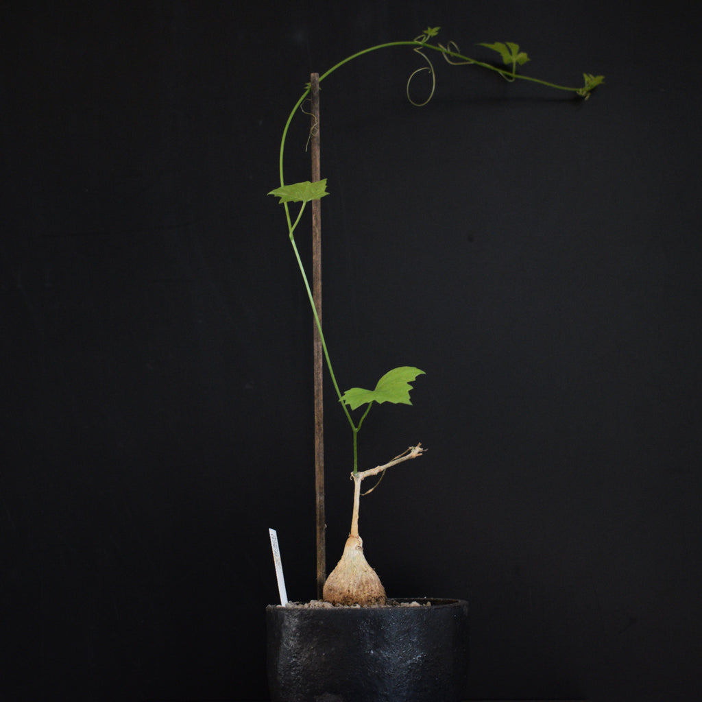 Ibervillea Sonorae – Caudiciform.com