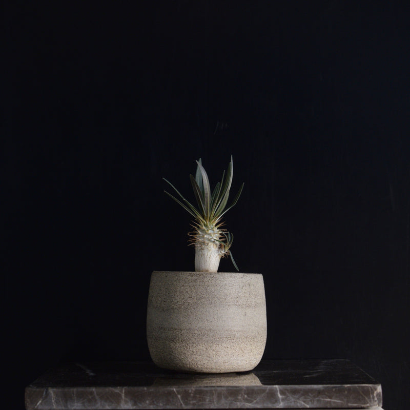 Pachypodium Rosulatum subsp. Gracilius – Caudiciform.com