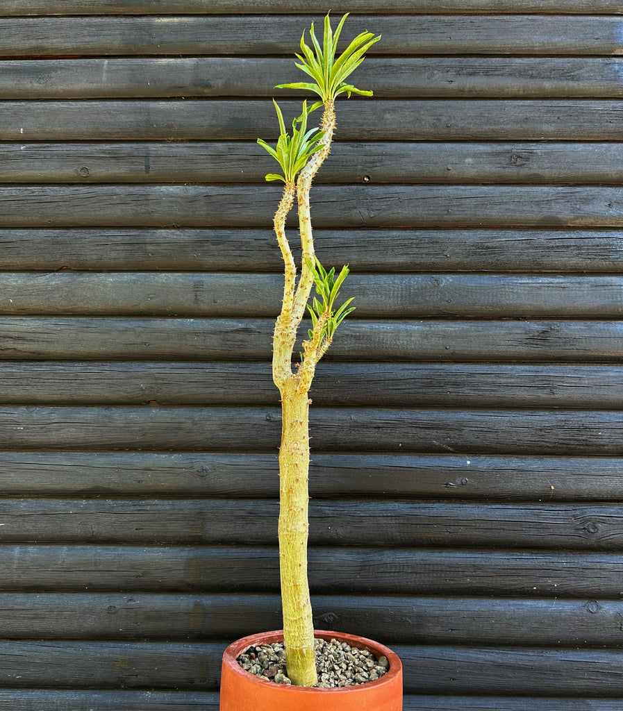 Pachypodium Rutenbergianum – Caudiciform.com