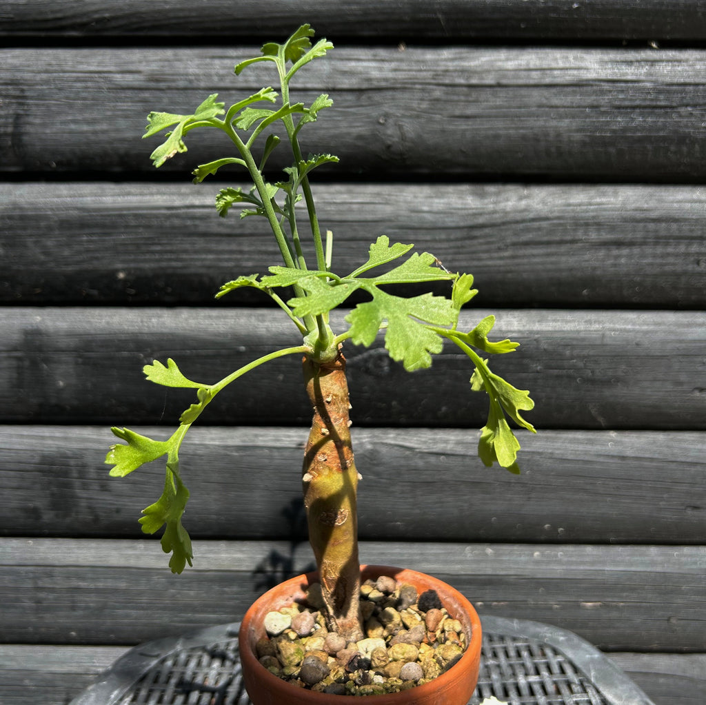 Pelargonium Carnosum – Caudiciform.com