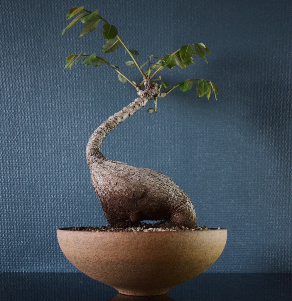 Stor Phyllanthus Mirabilis – Caudiciform.com