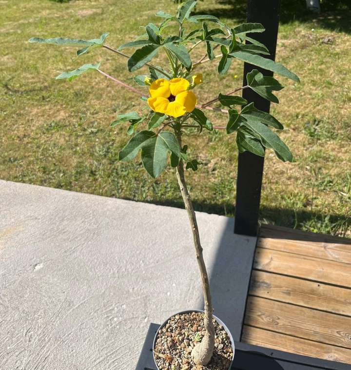 Planter – Side – Caudiciform.com