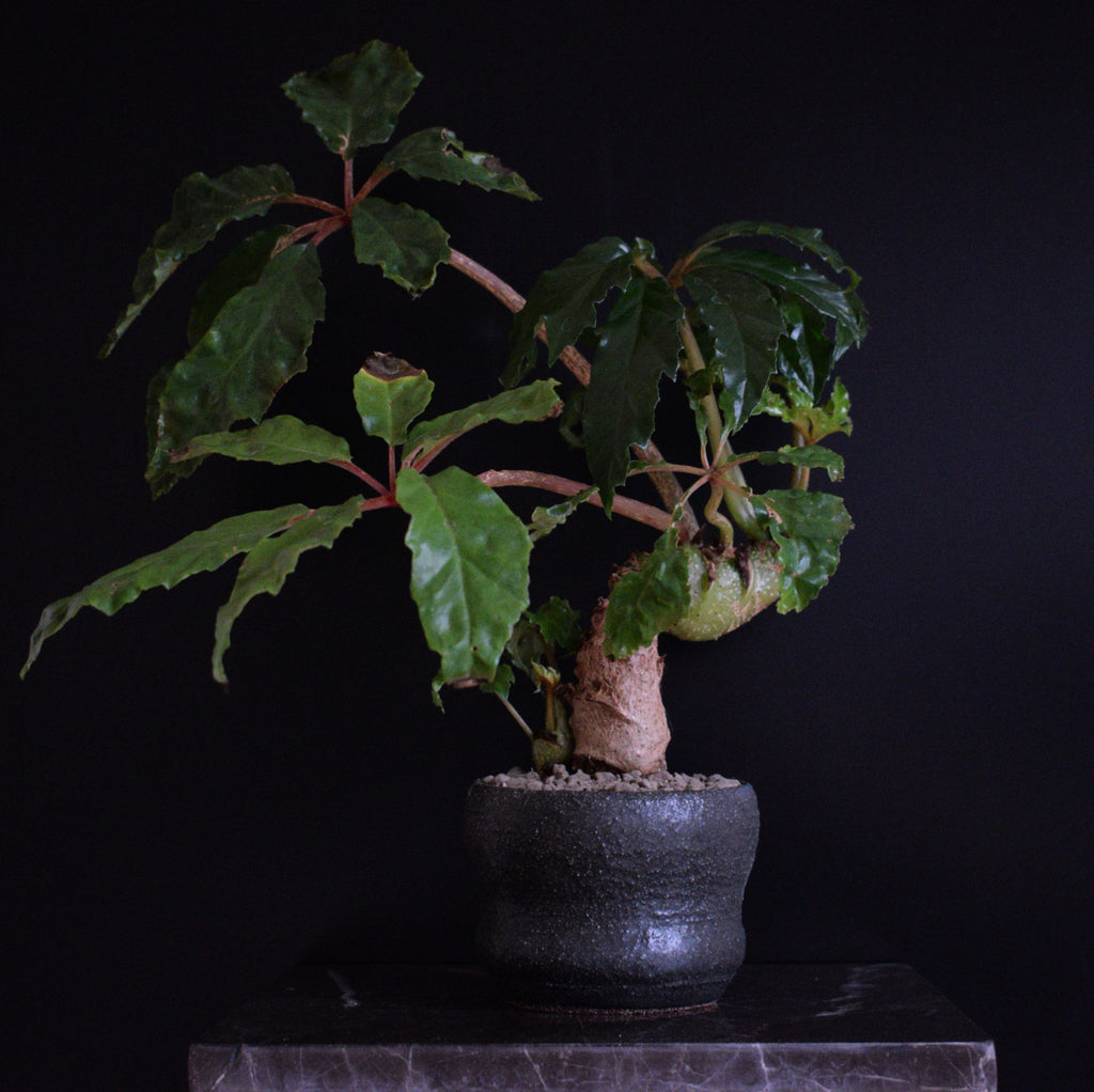 Begonia Carolineifolia – Caudiciform.com