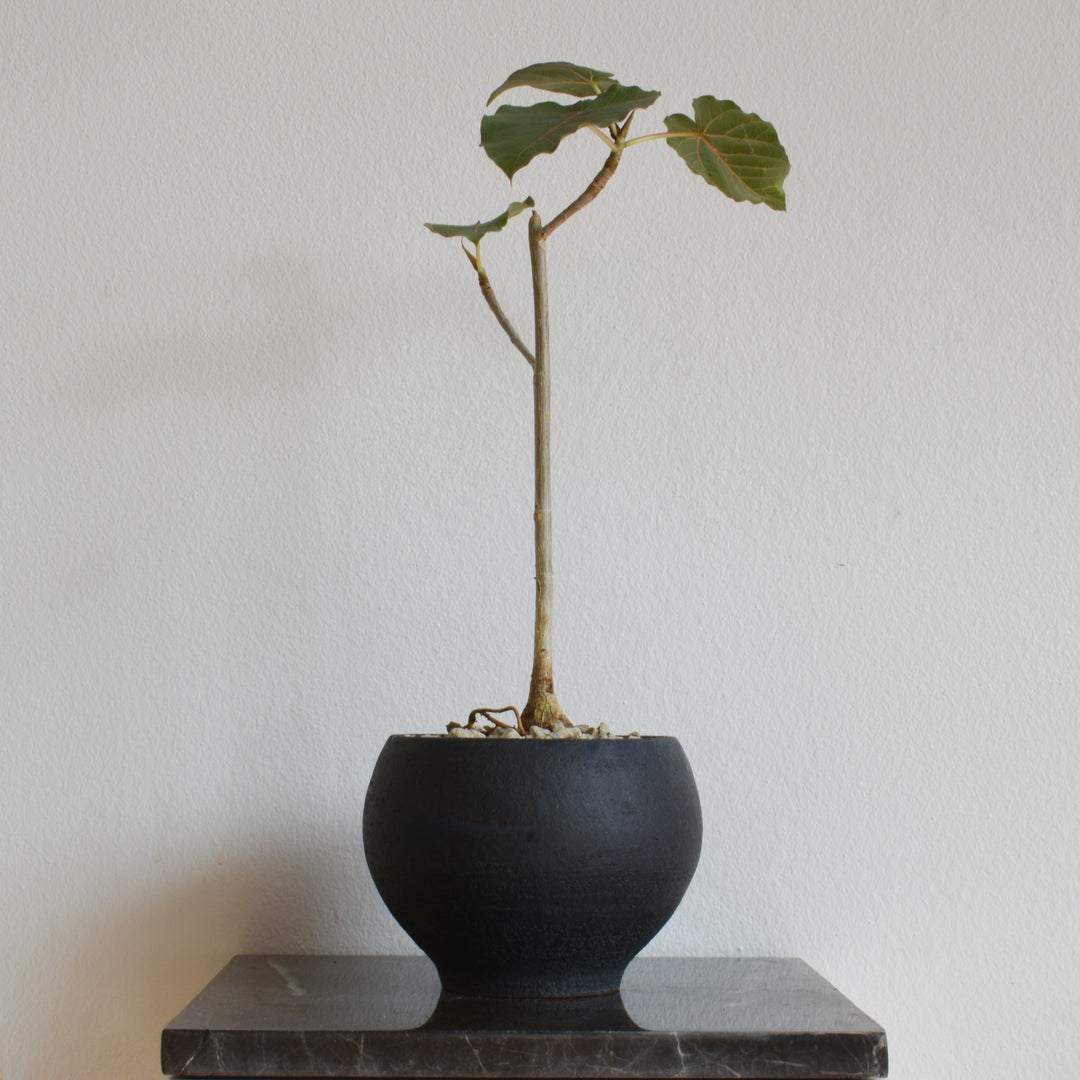 Ficus Petiolaris – Caudiciform.com