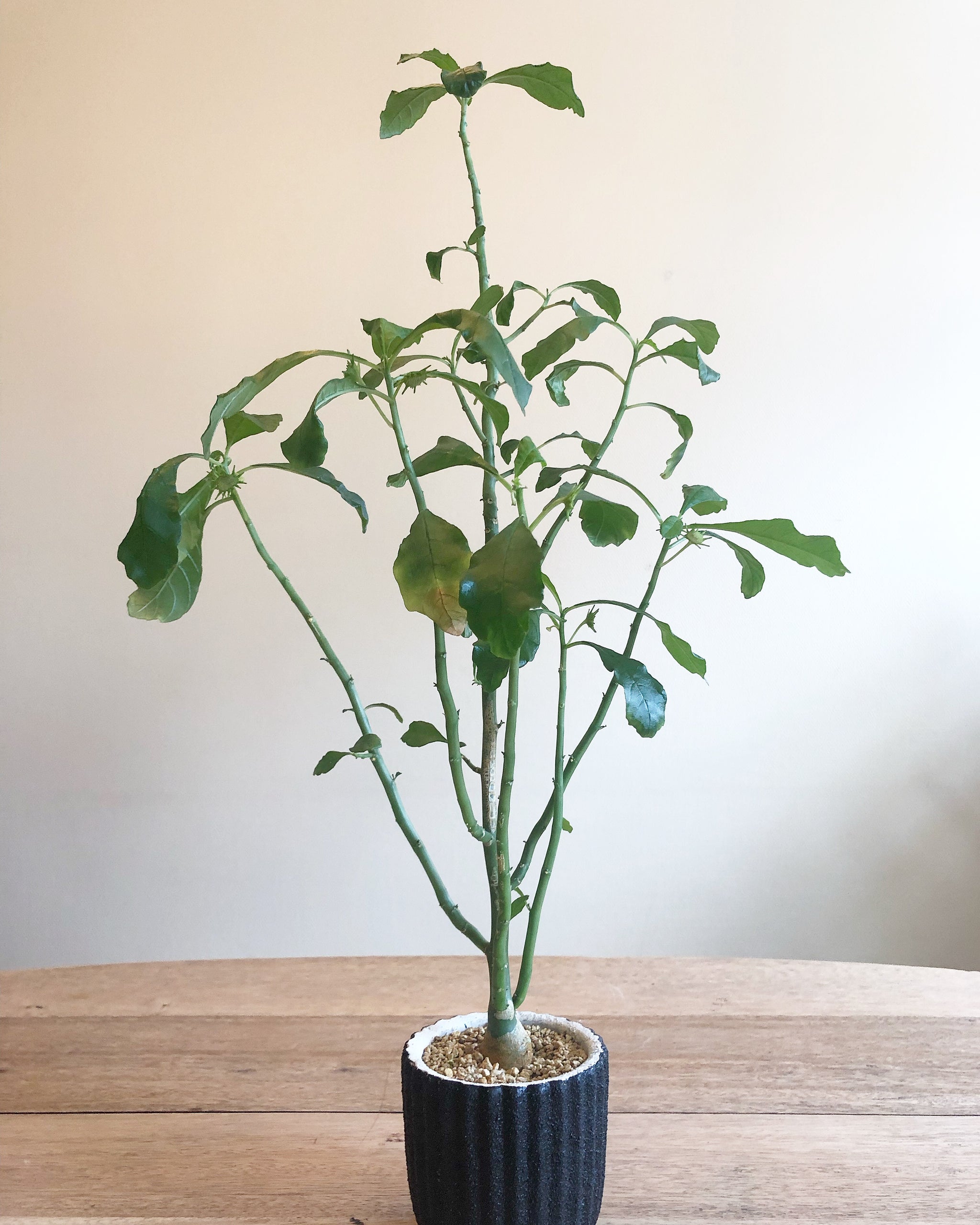 Planter – Side – Caudiciform.com