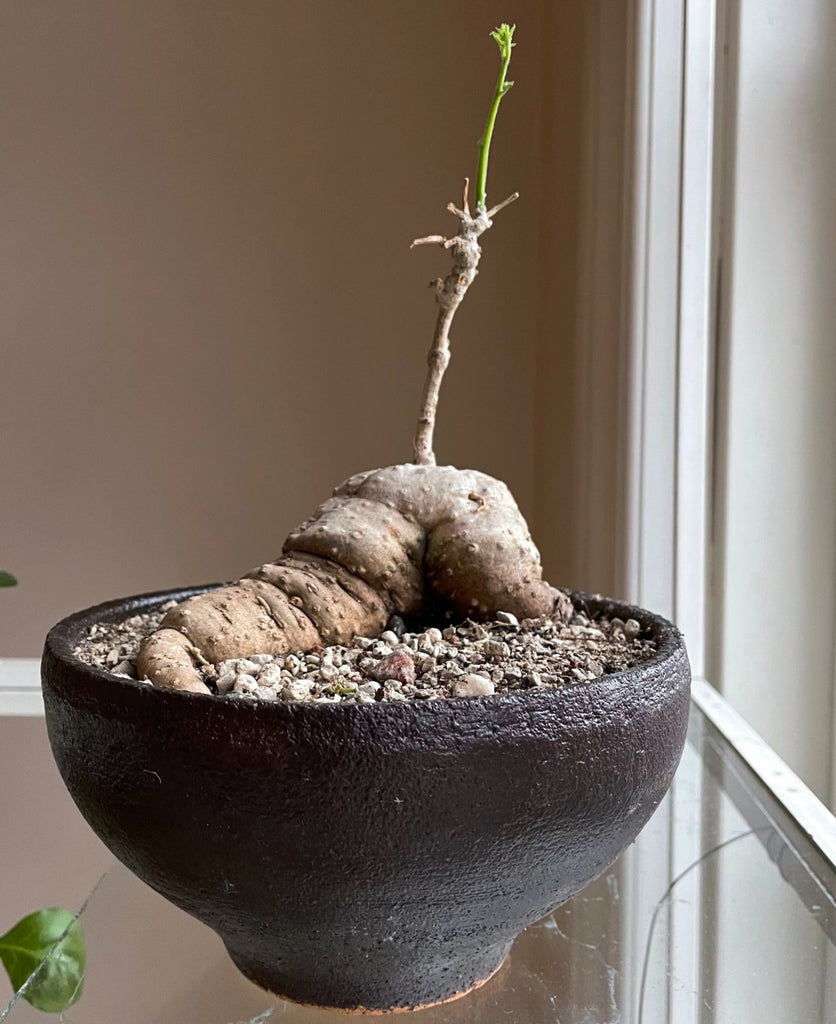 Kedrostis Africana – Caudiciform.com