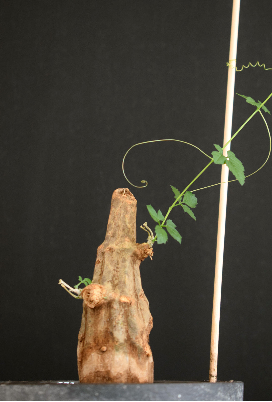 Momordica Rostrata – Caudiciform.com