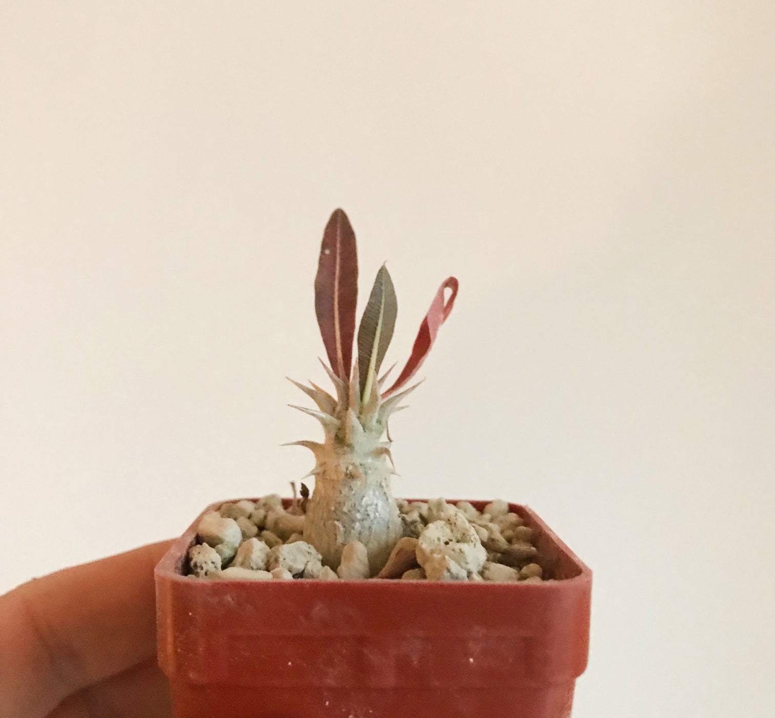 Planter – Side – Caudiciform.com